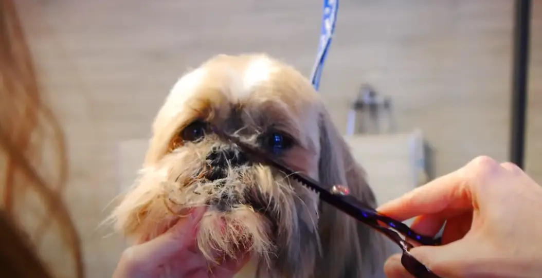 How to Groom a Shih Tzu Head - Step by Step
