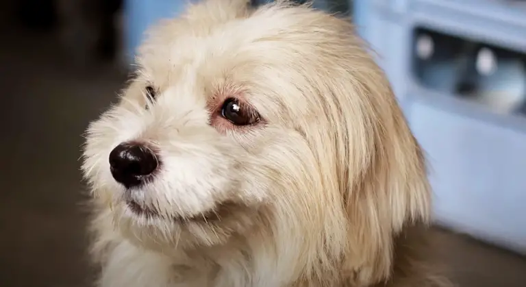 Understanding the Different Types of Shih Tzu