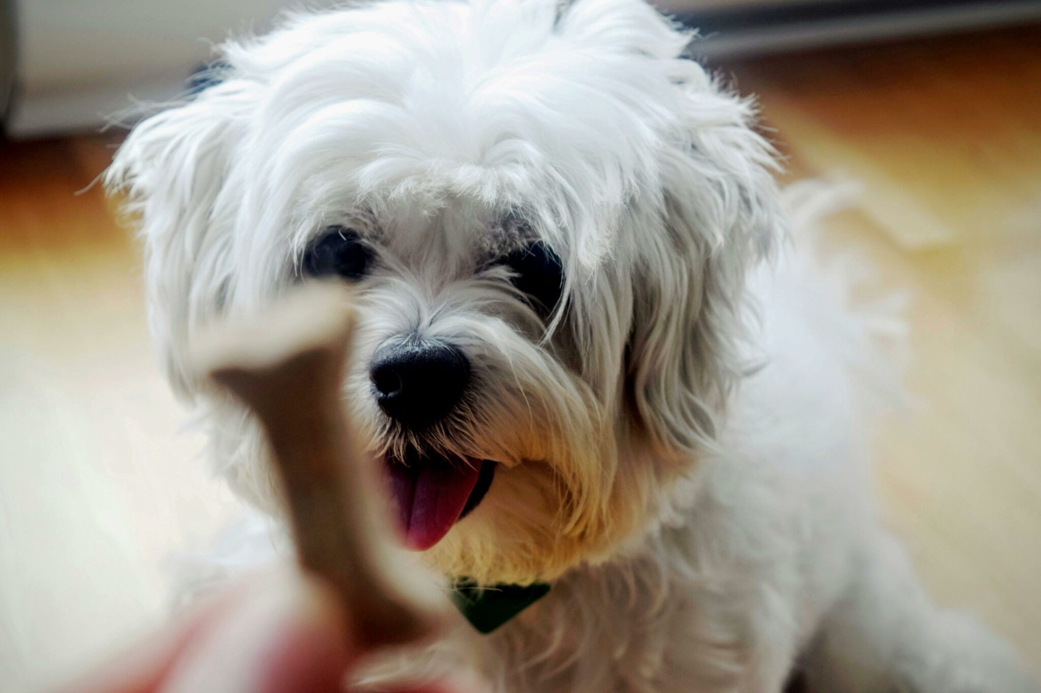 Shih Tzu Shedding: Fact or Fiction?
