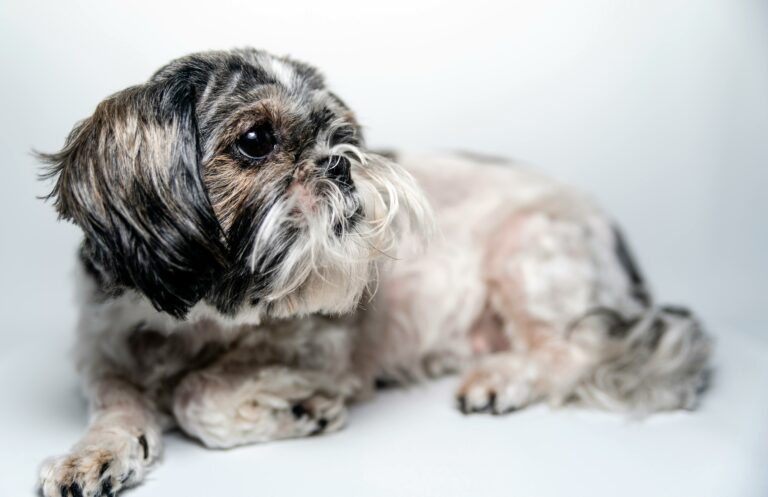 Shih Tzu Shedding: Fact or Fiction?