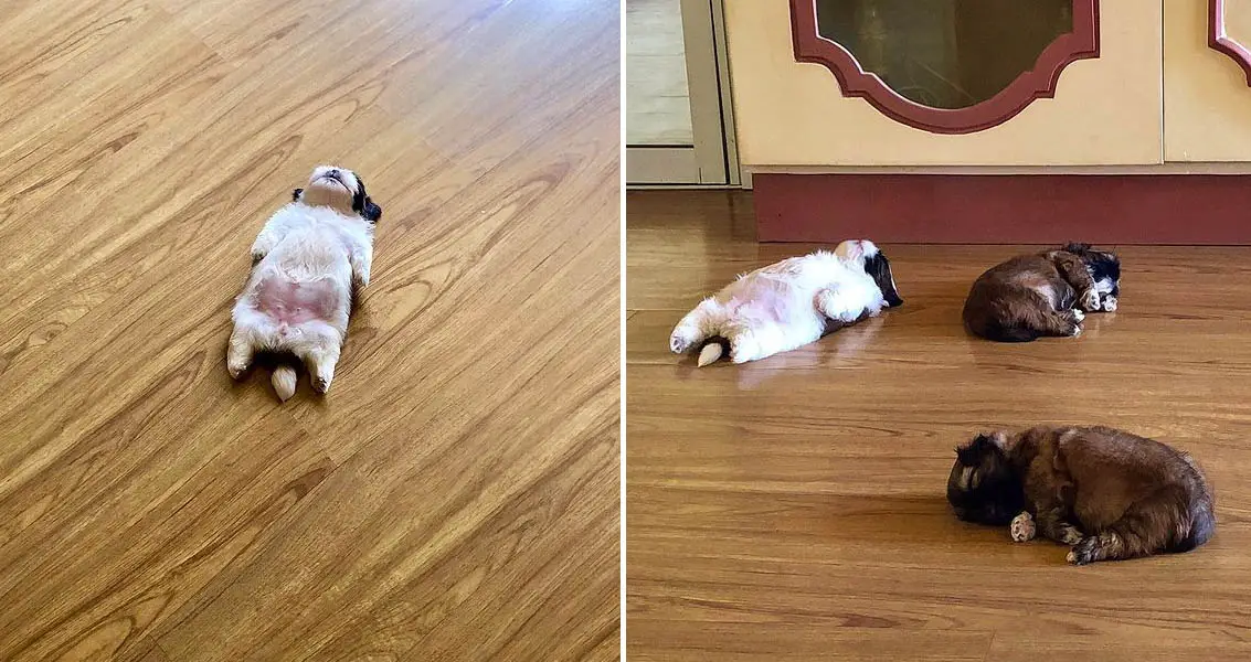 Why Does My Shih Tzu Choose to Sleep on His Back?
