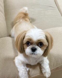 8 Types of Shih Tzu: How to Distinguish Them