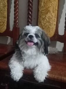 8 Types of Shih Tzu Breeds