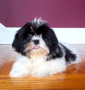 8 Types of Shih Tzu: How to Distinguish Them