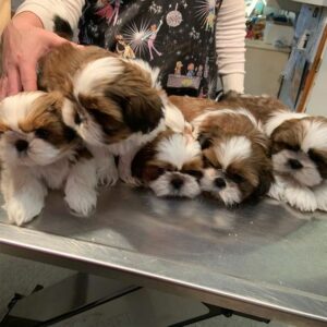 Identifying the 8 Types of Shih Tzu Breeds