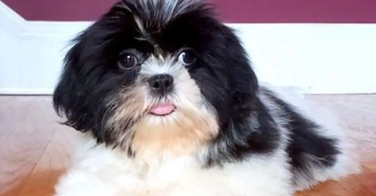 8 Types of Shih Tzu: How to Distinguish Them