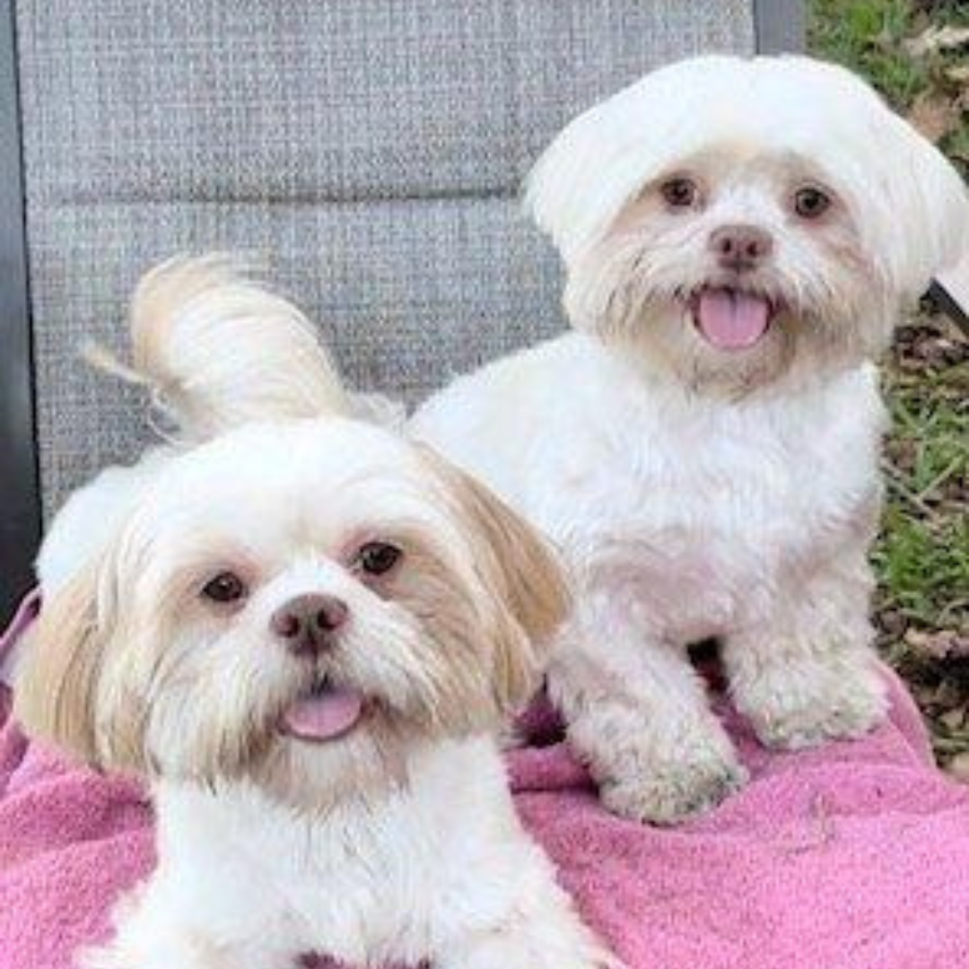 A Dynamic Duo: The Rescued Shih Tzu Eva & Theodore