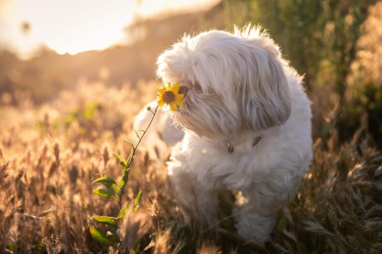 Understanding Your Shih Tzu's Quirky Behaviors