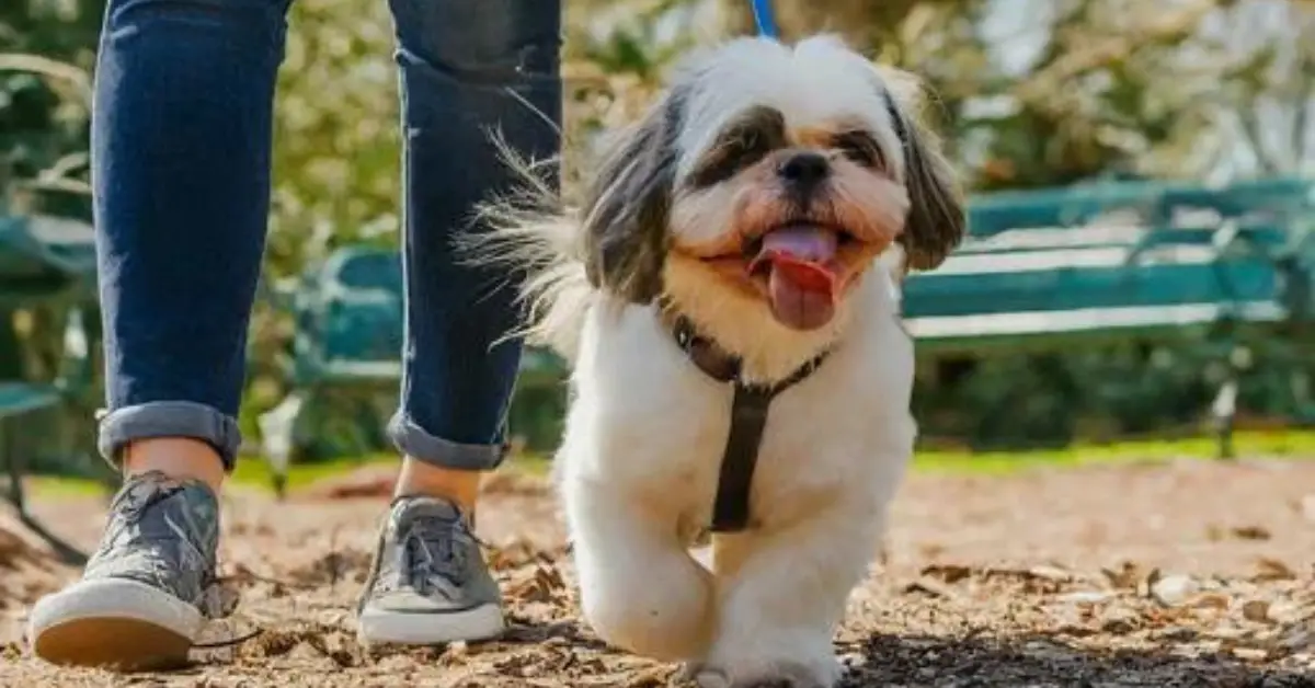 7 Training Games to Teach Your Shih Tzu New Tricks