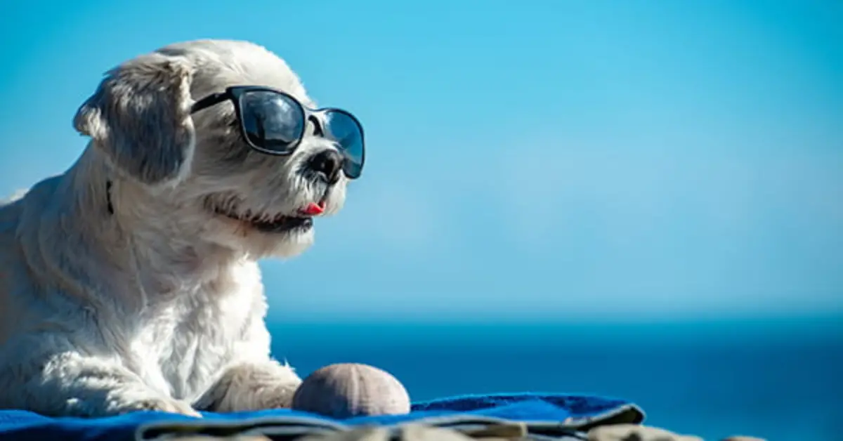 Famous Shih Tzus in History and Pop Culture