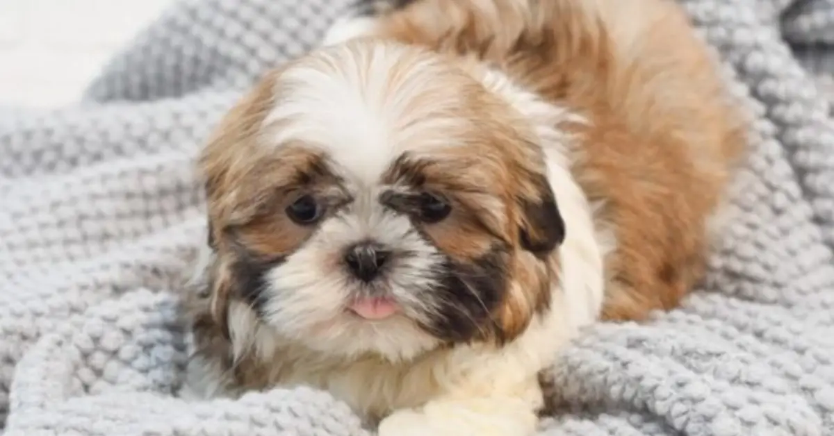 Understanding Shih Tzu Behavior: What Your Dog is Trying to Tell You