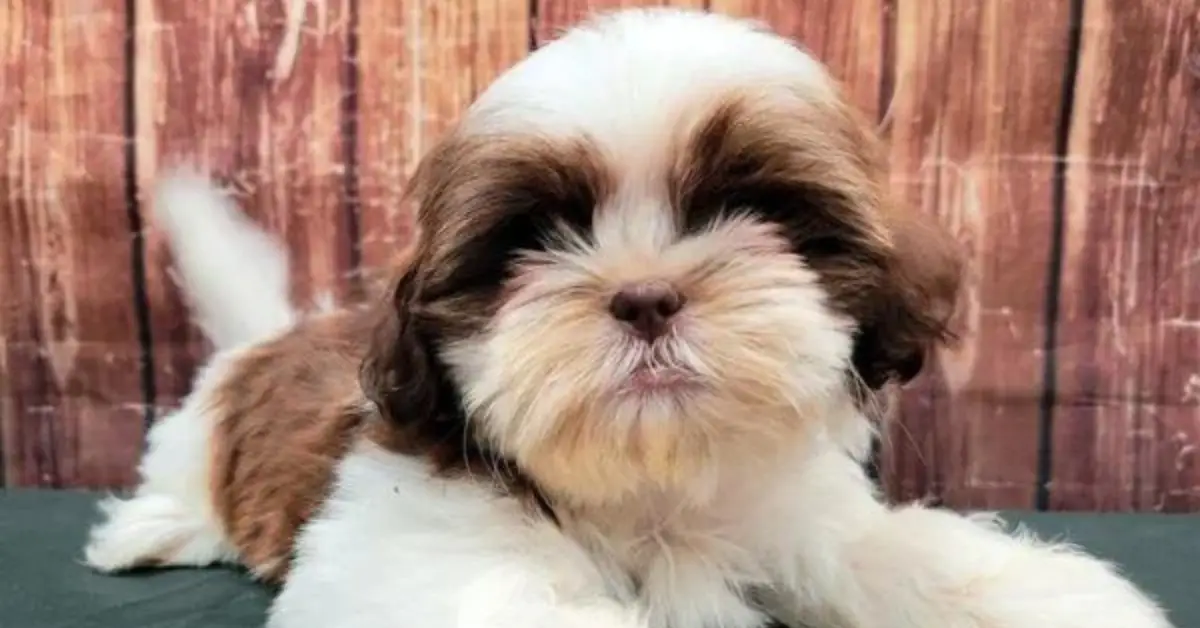 Best Diet and Nutrition Tips for Your Shih Tzu