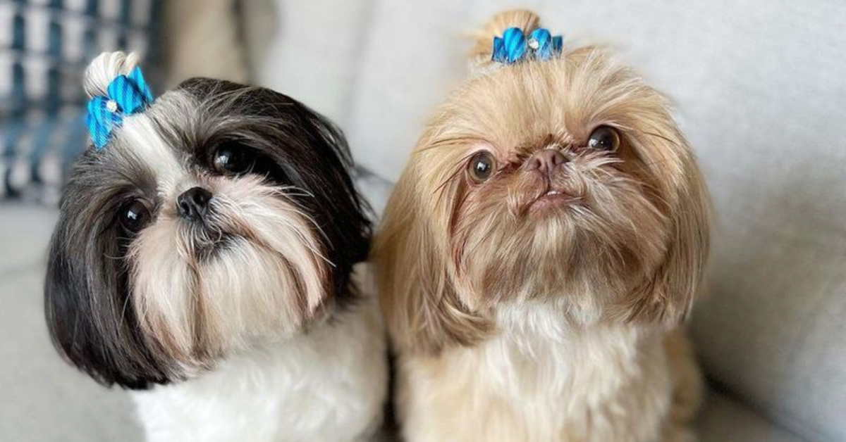 Types of Shih Tzus: A Comprehensive Guide to These Adorable Companions