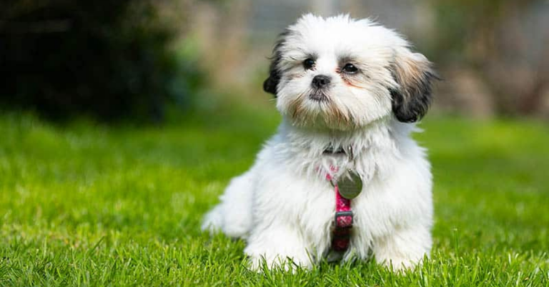 The History and Origins of the Shih Tzu: A Royal Companion