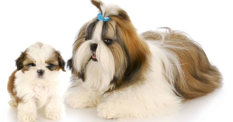 Types of Shih Tzus: A Comprehensive Guide to These Adorable Companions
