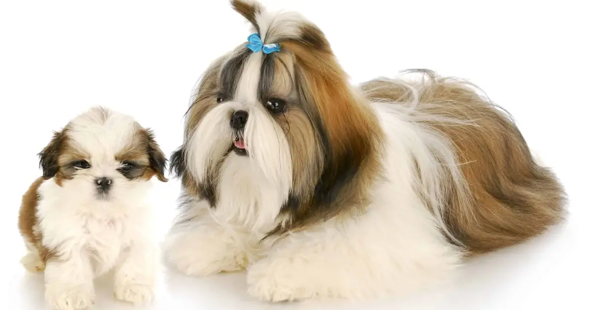 Types of Shih Tzus: A Comprehensive Guide to These Adorable Companions