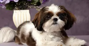 Common Health Issues in Shih Tzus and How to Prevent Them