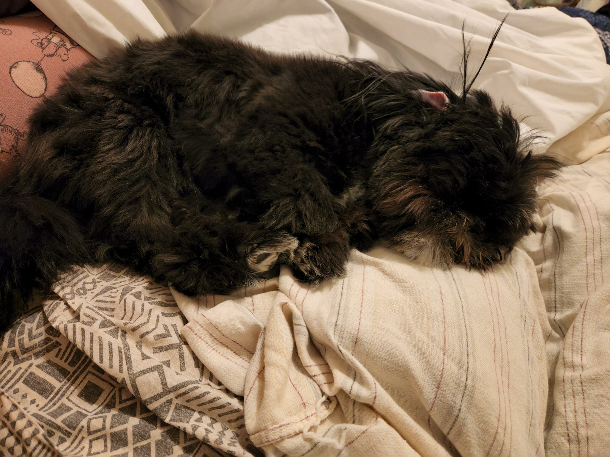 10 Things You Do That Emotionally Hurt Your Shih Tzu Without Realizing