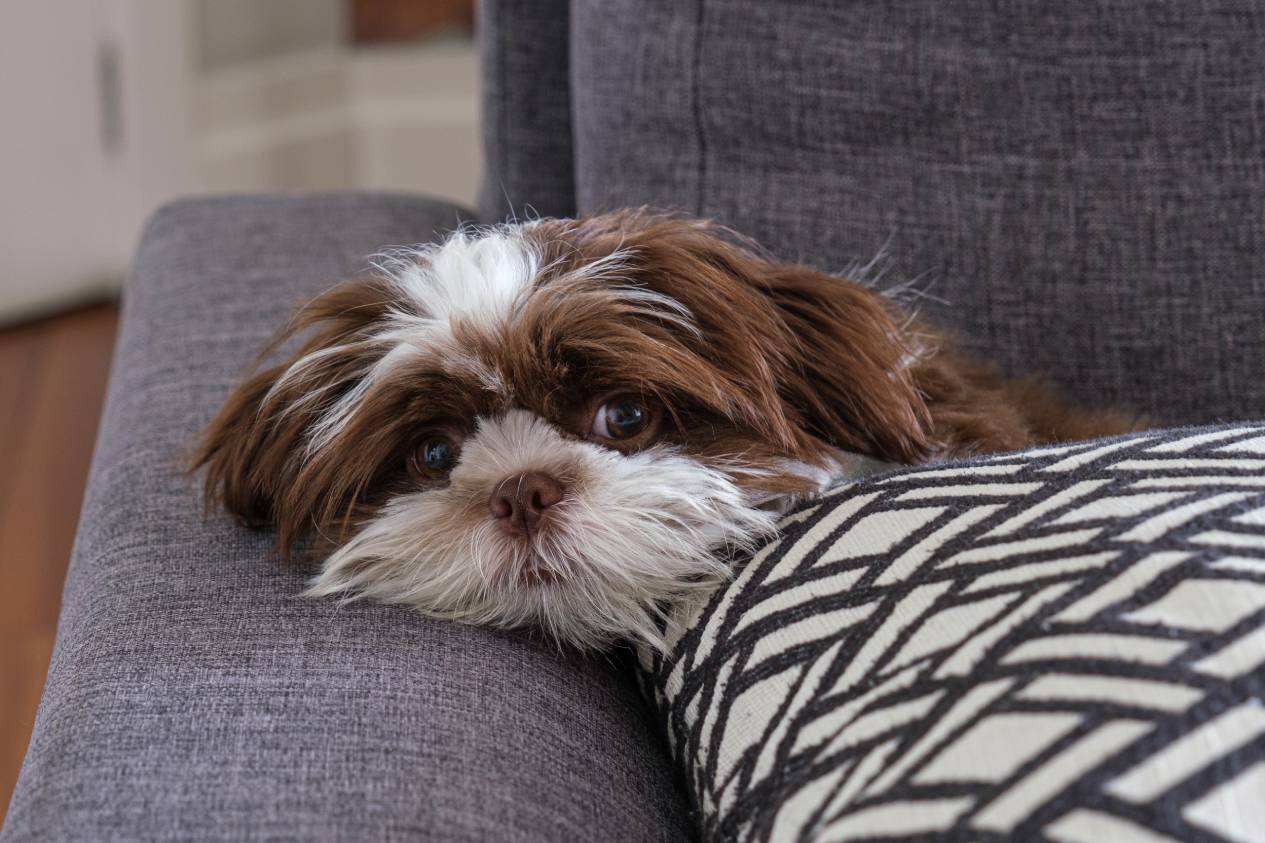 Common Health Issues in Shih Tzus and How to Prevent Them