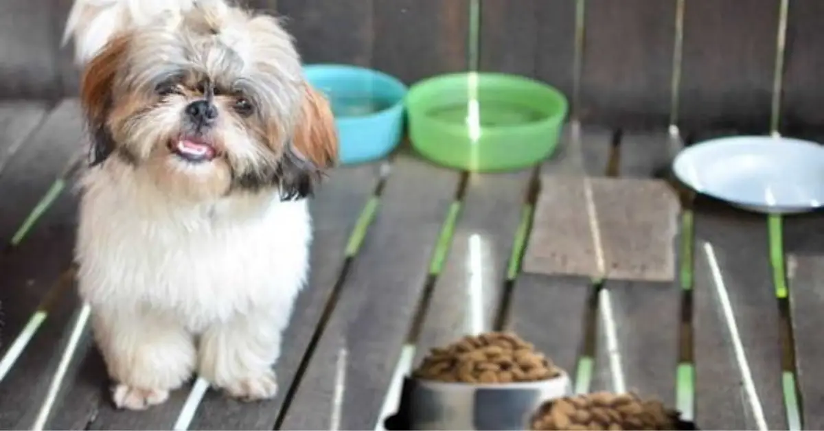 6 Foods You Should Never Feed Your Shih Tzu