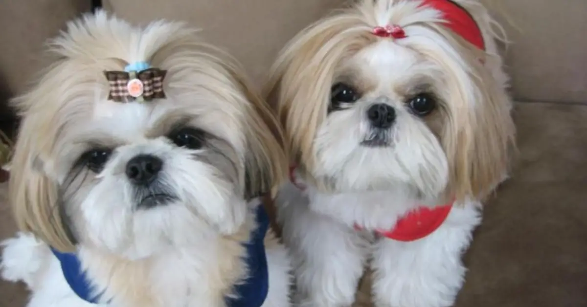 The History and Heritage of the Shih Tzu Breed