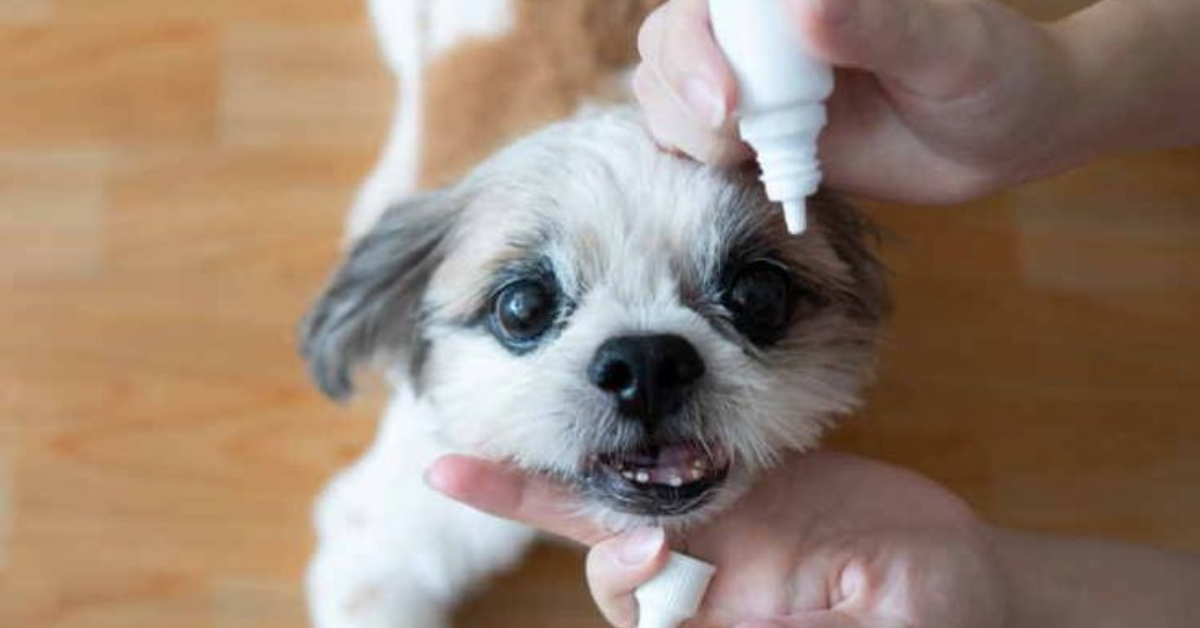 5 Common Shih Tzu Eye Problems and Solutions