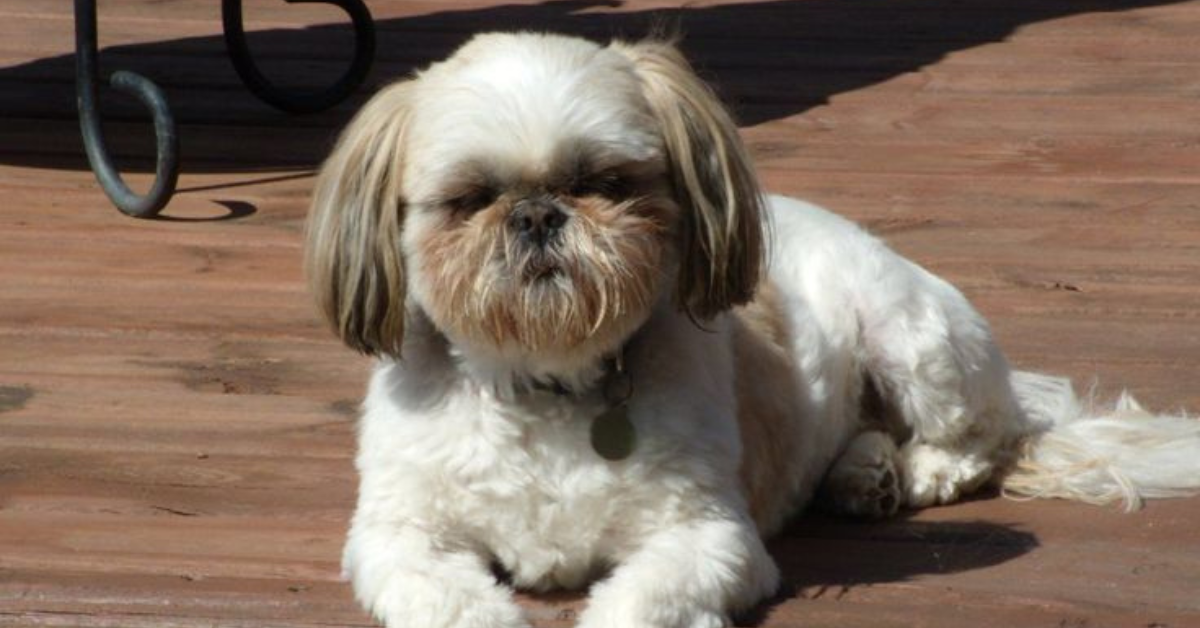 10 Fun Facts About Shih Tzu History
