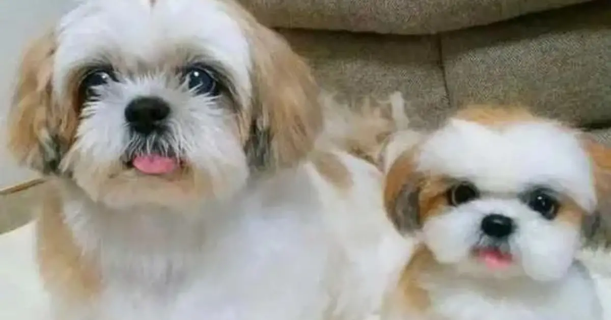 5 Common Shih Tzu Behavioral Problems and How to Fix Them