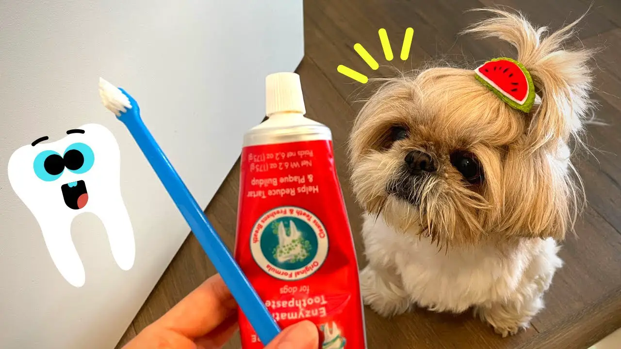 10 Tips for Shih Tzu Dental Health