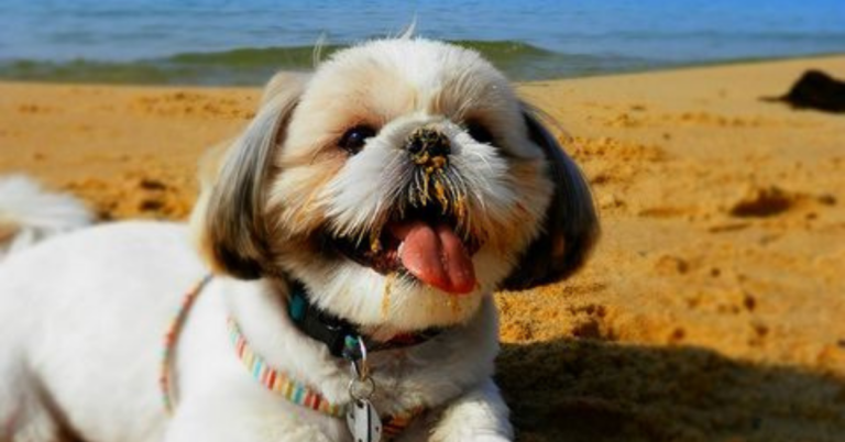 Shih Tzu Behavior Explained: Insights into Their Quirky Habits