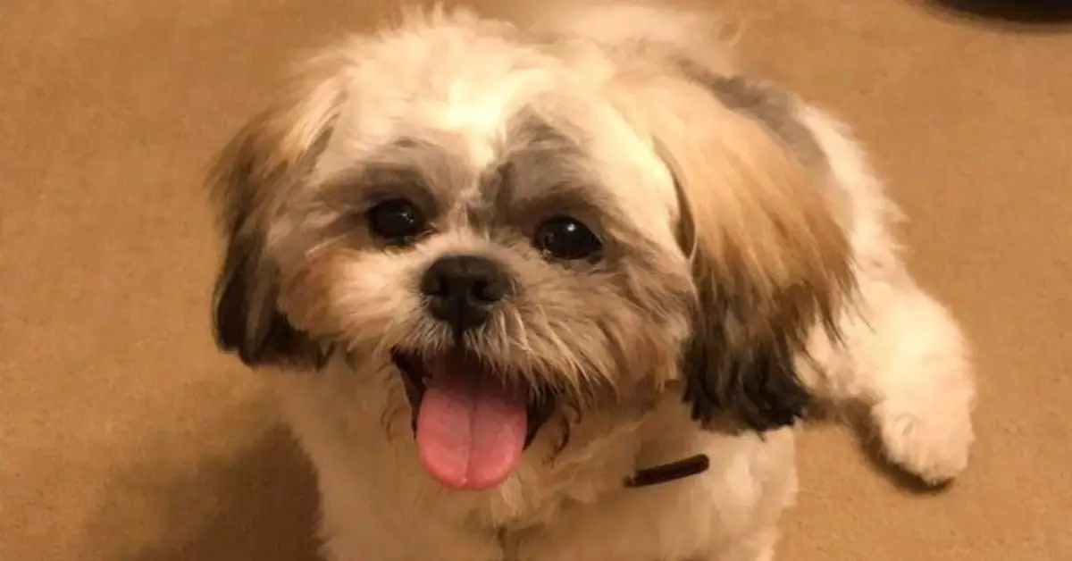 Navigating Shih Tzu Temperament: Understanding Your Dog's Personality