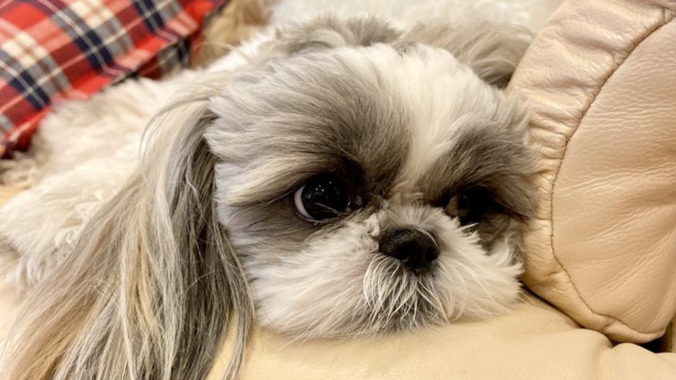 Common Shih Tzu Eye Problems: Identification and Care Tips