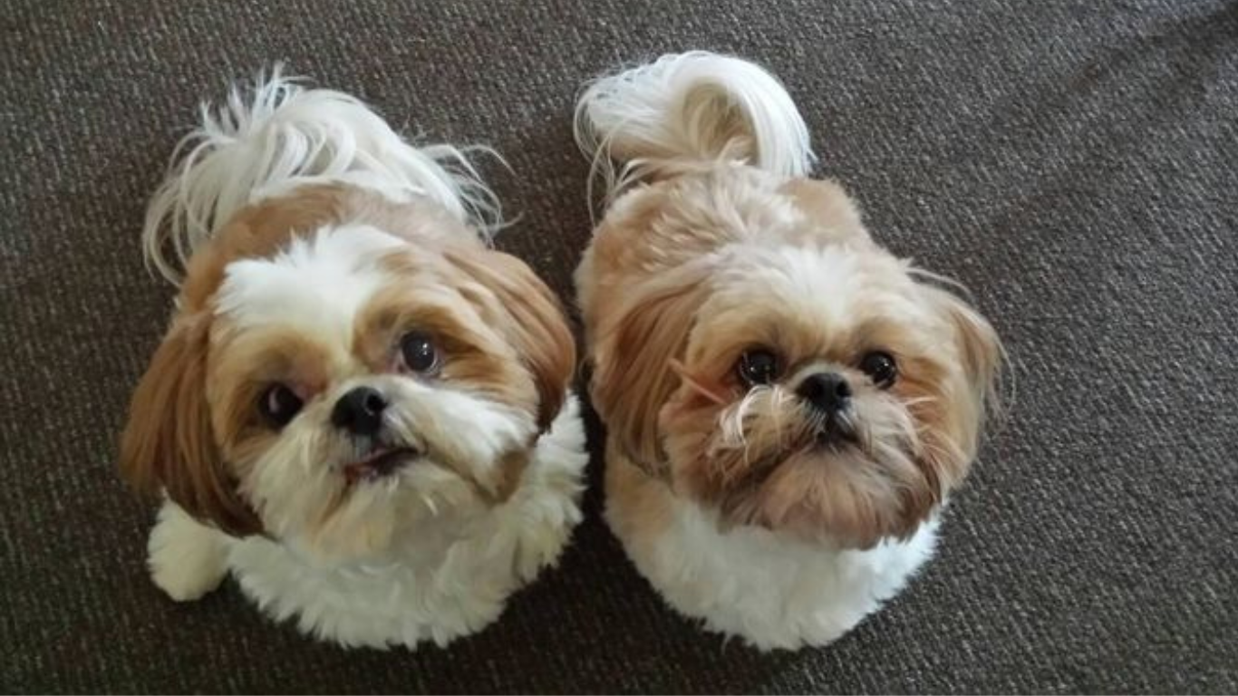 Shih Tzu Puppy Guide: Everything You Need to Know Before Bringing One Home