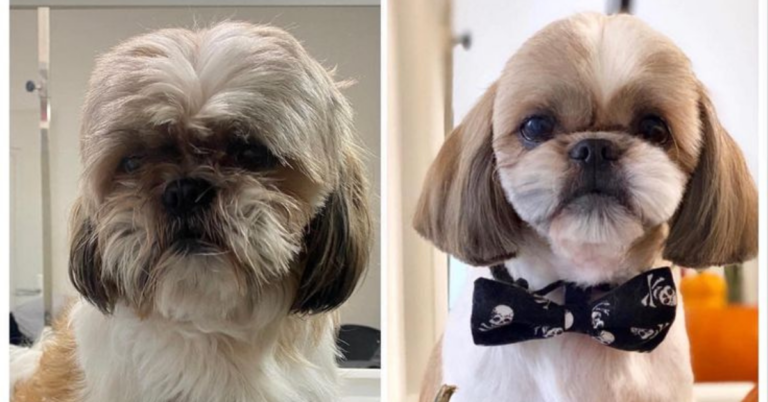 How to Groom Your Shih Tzu at Home: A Step-by-Step Guide