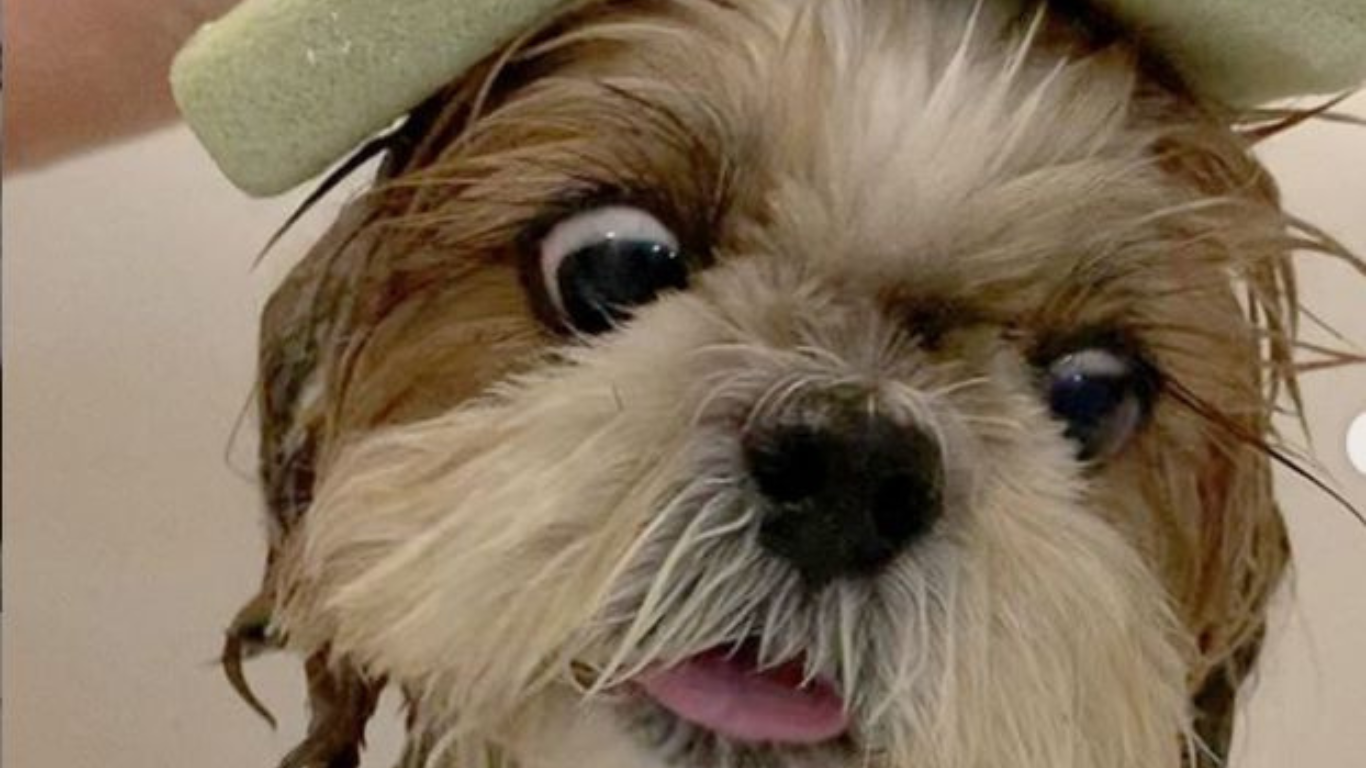 The Art of Shih Tzu Massage: Techniques to Relax Your Pup