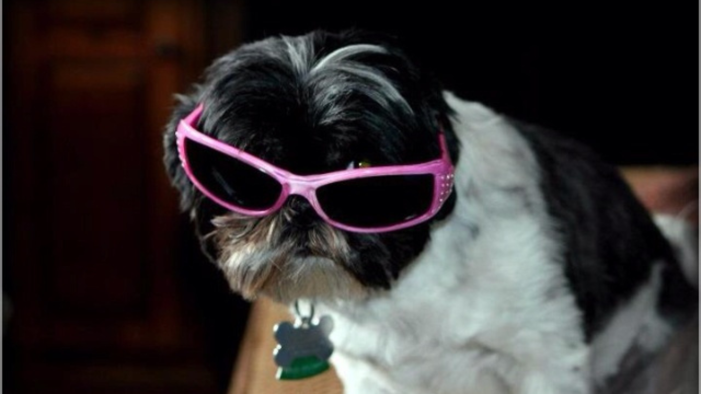 Common Shih Tzu Eye Problems: Identification and Care Tips