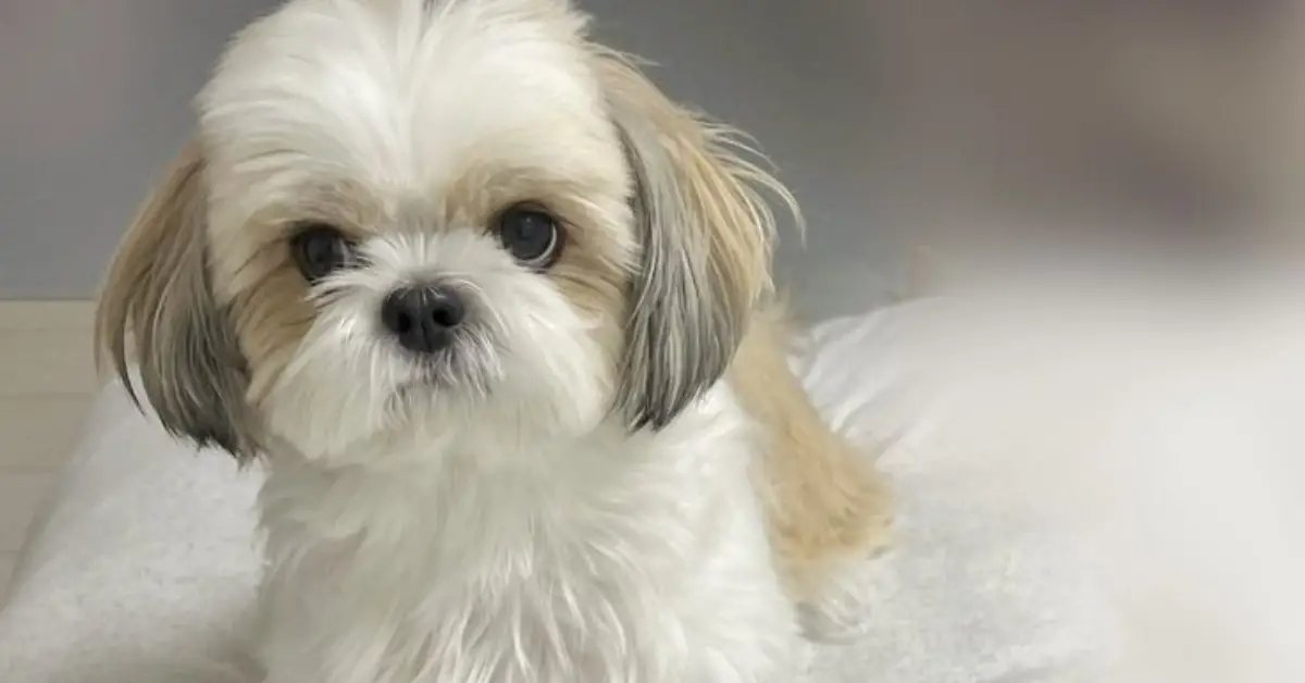 Understanding Shih Tzu’s Vocalizations: What Does That Bark Mean?