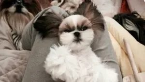 Common Shih Tzu Eye Problems: Identification and Care Tips