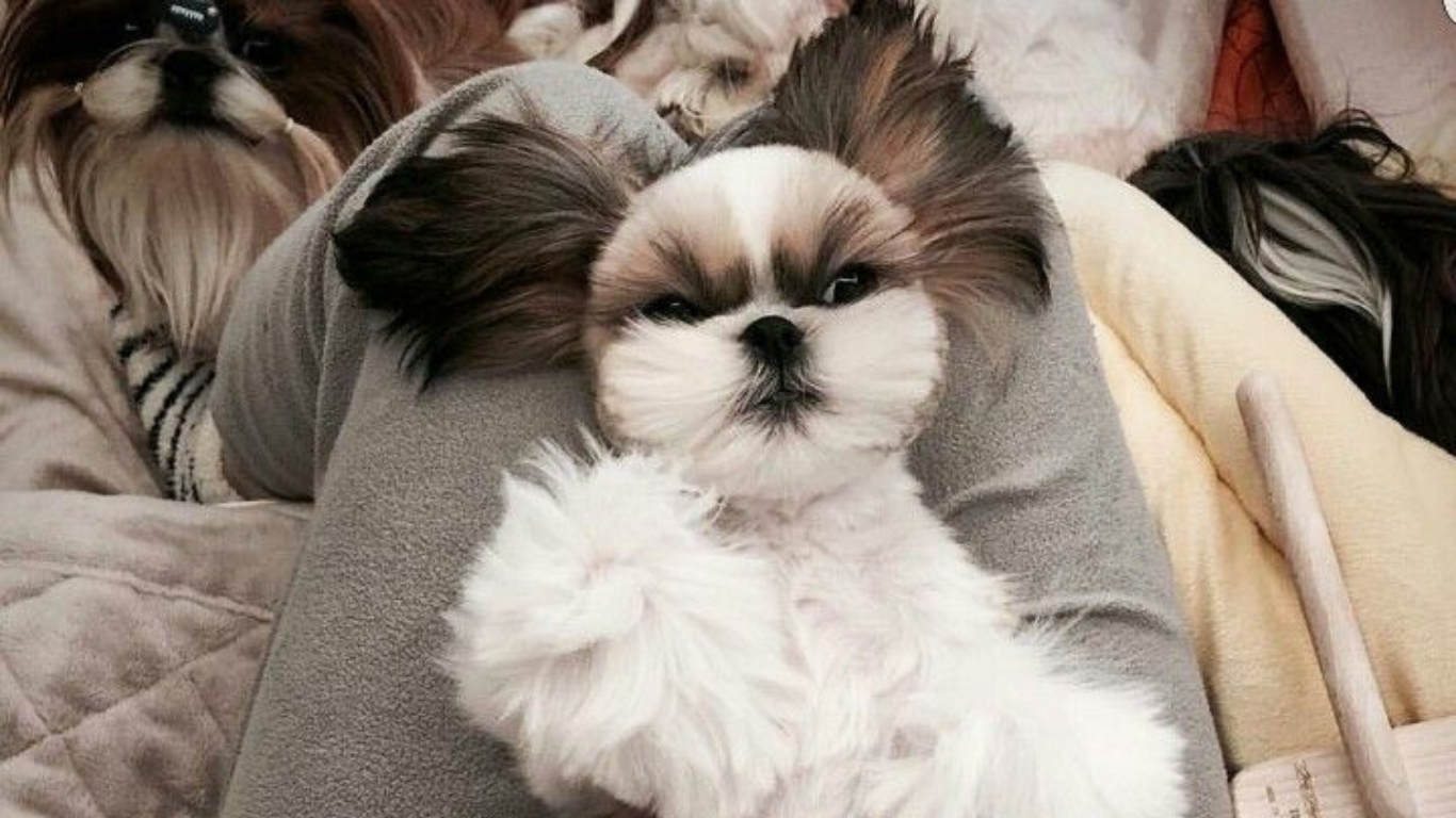 Common Shih Tzu Eye Problems: Identification and Care Tips