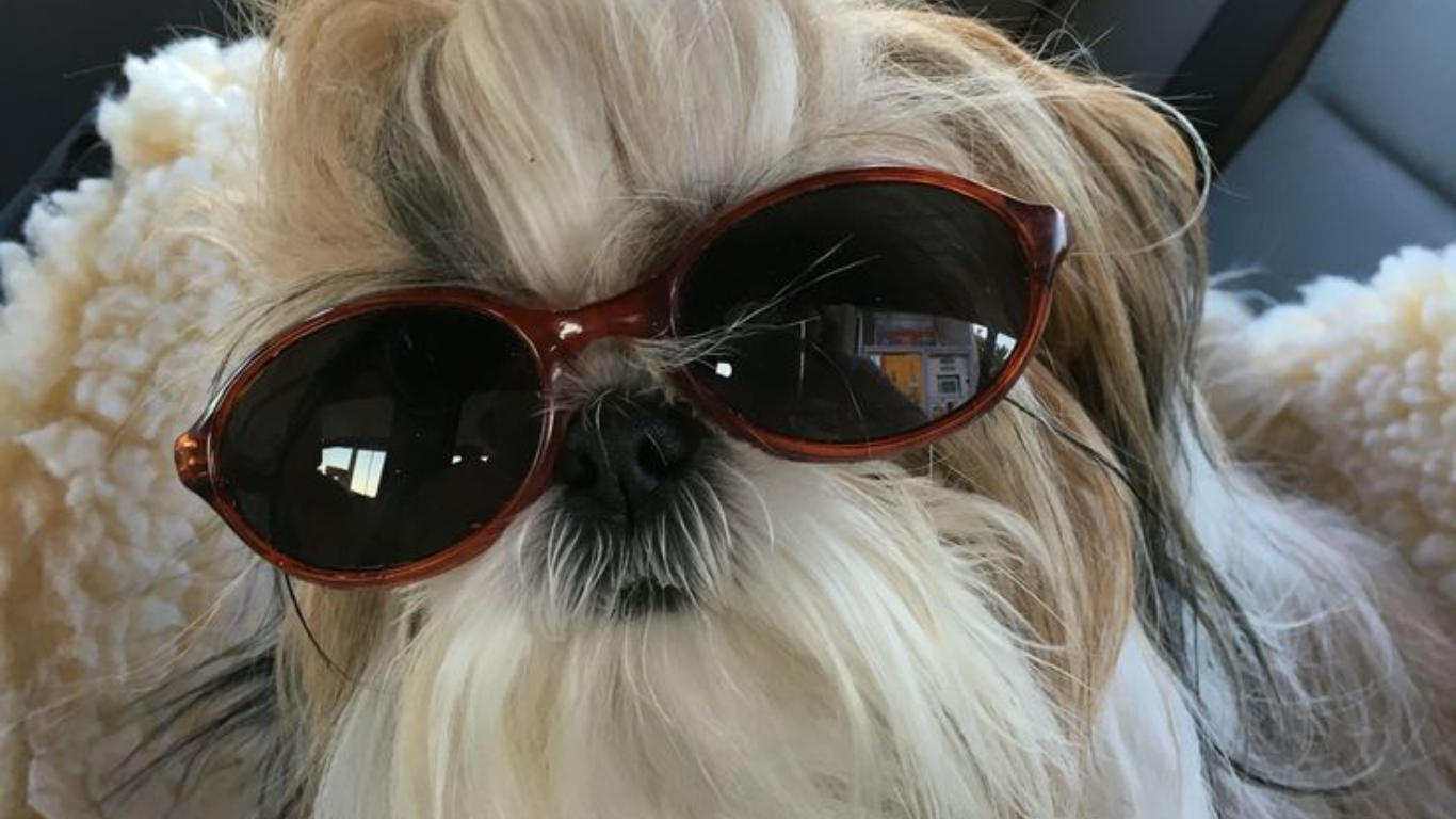 Do Shih Tzus Bark a Lot? A Comprehensive Guide to Understanding and ...