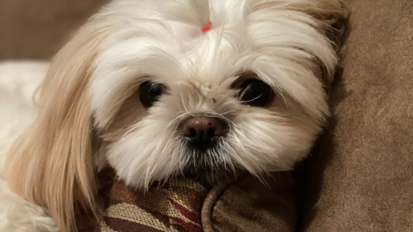 The Shih Tzu’s Natural Instincts: Understanding Your Dog’s Ancestral Traits