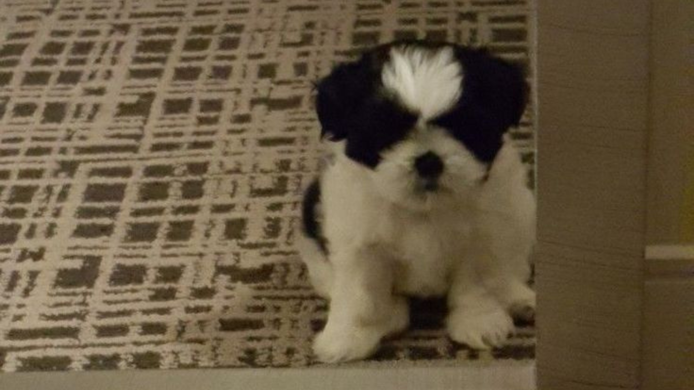 Decoding Shih Tzu Body Language: What Your Dog is Trying to Tell You