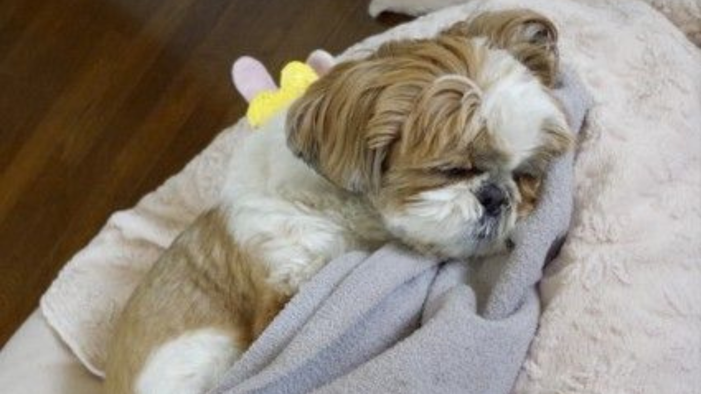 Understanding Shih Tzu Behavior: What’s Normal and What’s Not