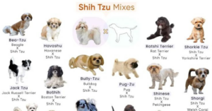 Shih Tzu Health: Common Issues and How to Prevent Them