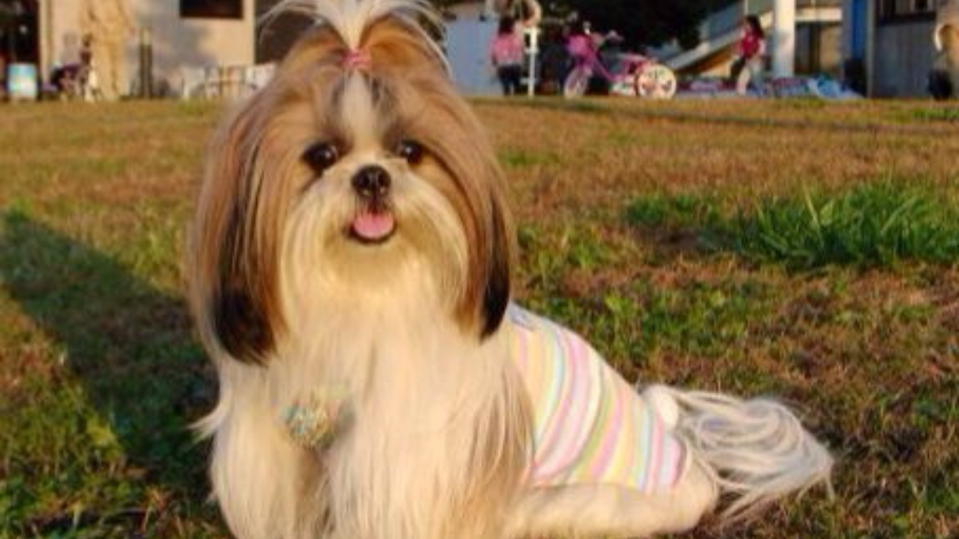 Common Shih Tzu Eye Problems: Identification and Care Tips
