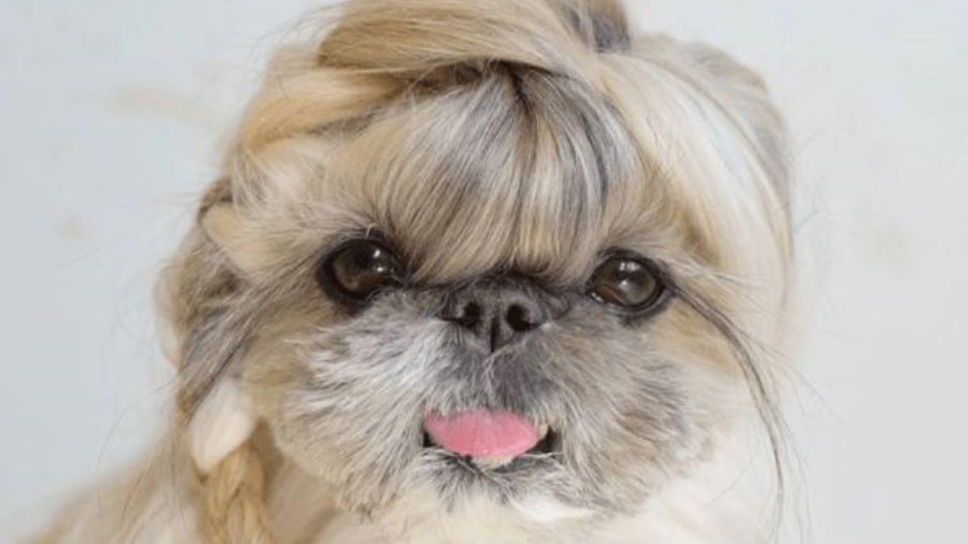 Shih Tzu Fashion Trends: Styling Your Pup for Every Season