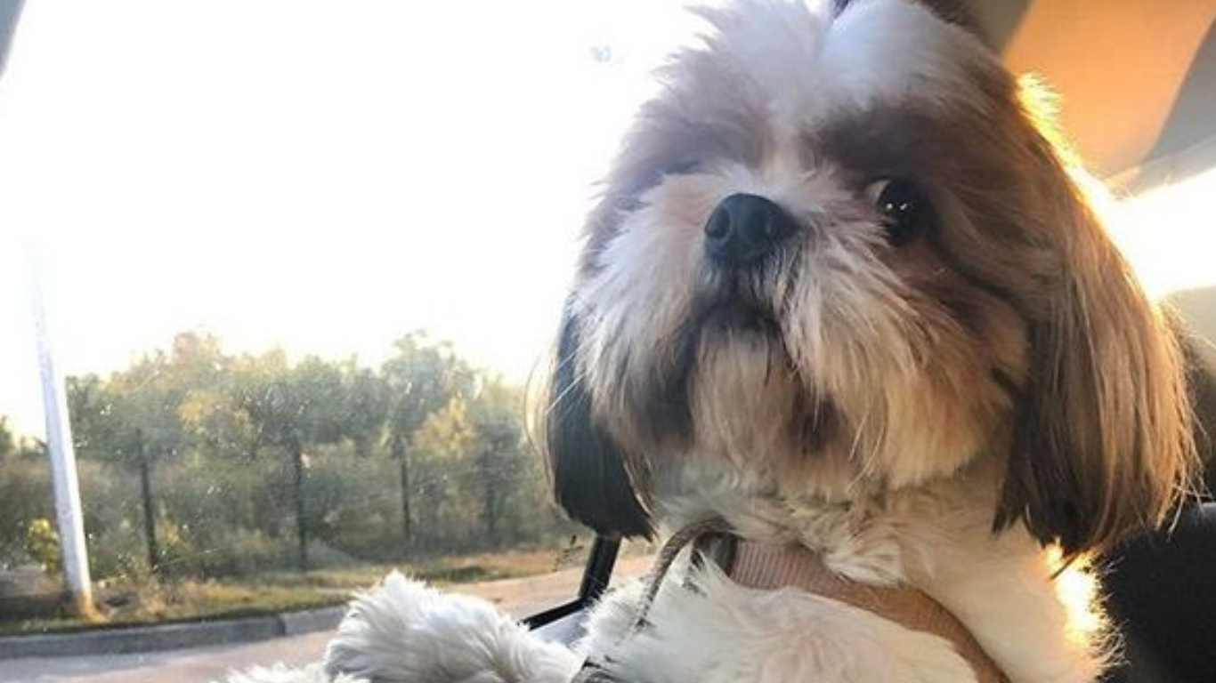 Common Shih Tzu Eye Problems: Identification and Care Tips