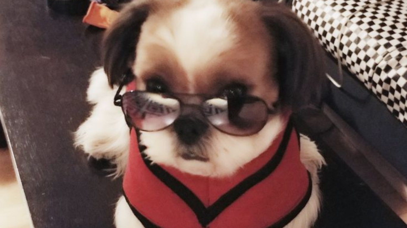 Common Shih Tzu Eye Problems: Identification and Care Tips