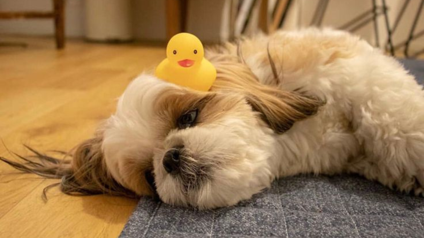 10 Surprising Facts About Shih Tzus You Probably Didn't Know