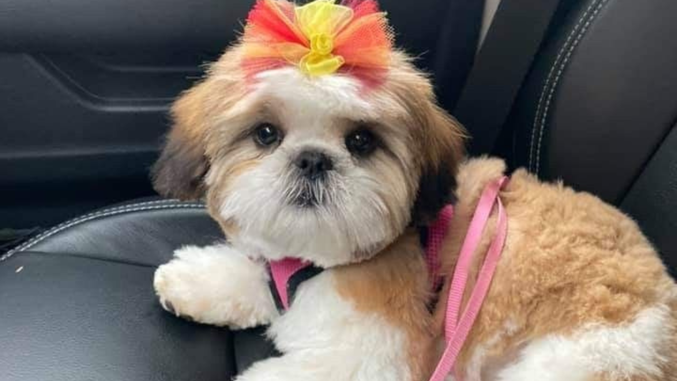 Shih Tzu Fashion Trends: Styling Your Pup for Every Season
